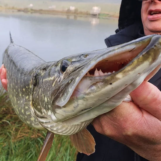 Pike/predator – Page 6 – Fishingmad